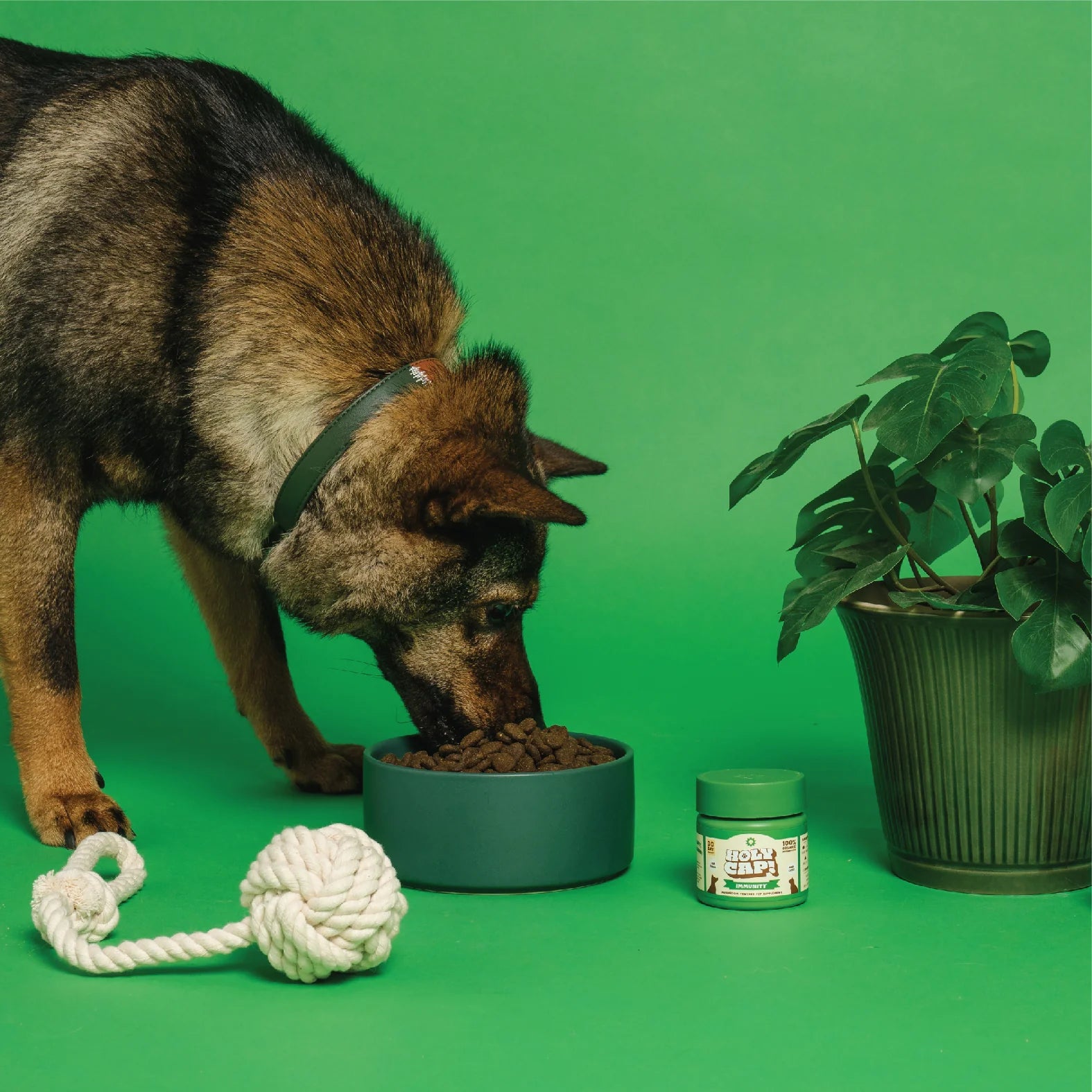 Immunity Support Mushroom Powered Pet Supplement – Woof Concept HK